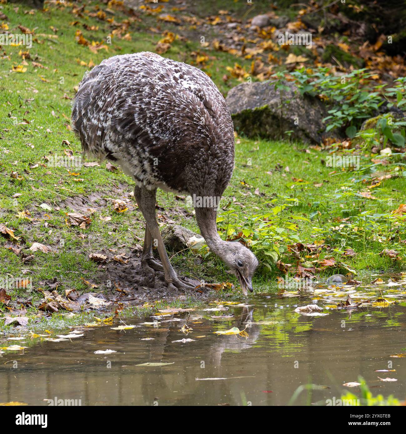 Darwin's rhea, Rhea pennata also known as the lesser rhea. It is a ...
