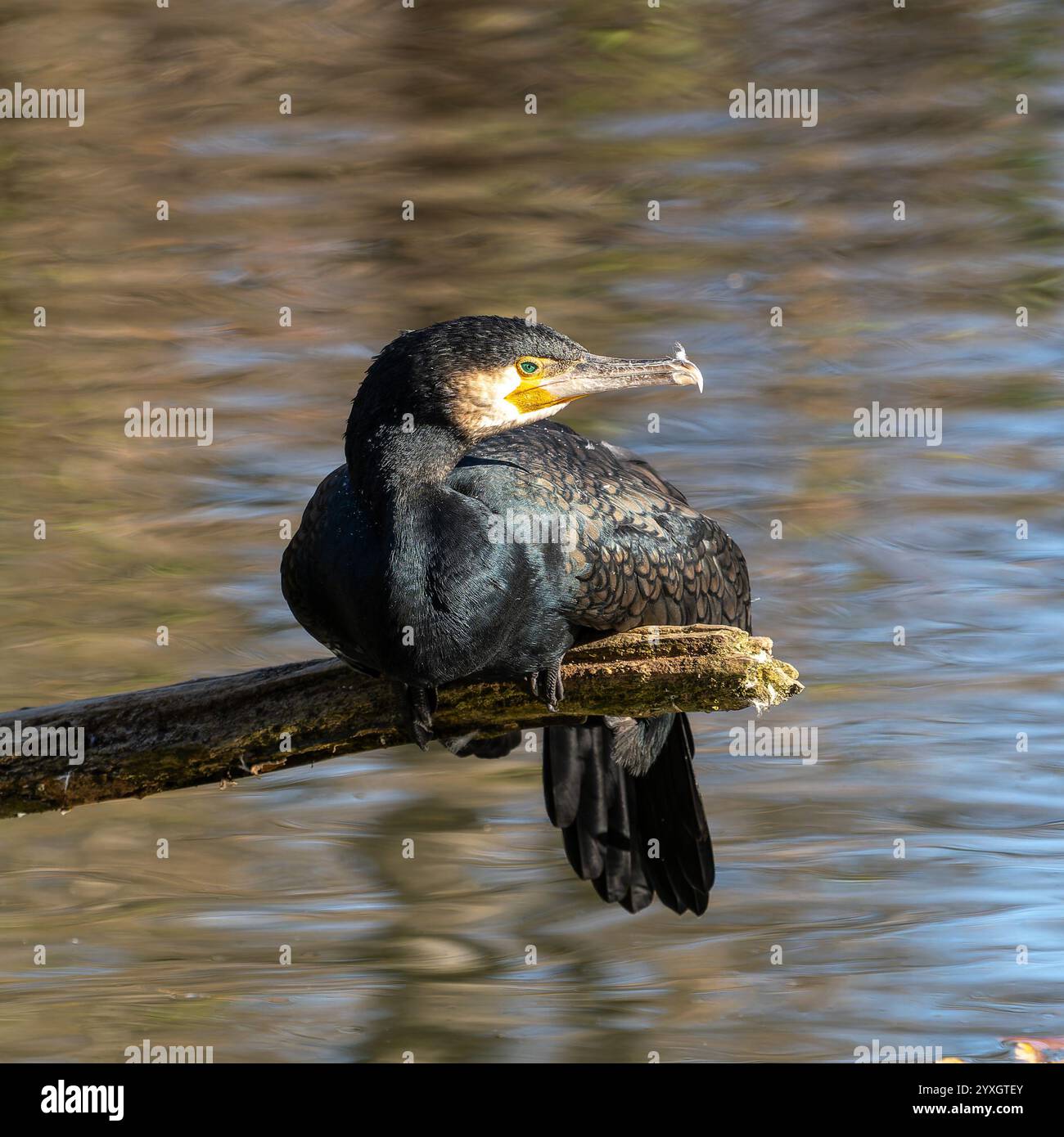 The great cormorant, Phalacrocorax carbo known as the great black ...