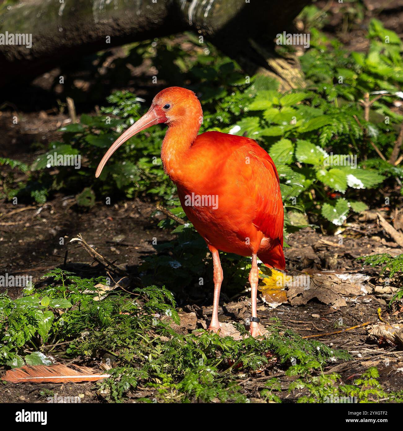 The Scarlet ibis, Eudocimus ruber is a species of ibis in the bird ...