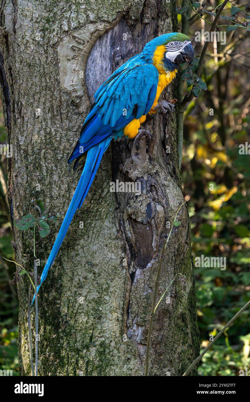 The Blue-and-yellow Macaw, Ara ararauna also known as the blue-and-gold macaw, is a large South ...