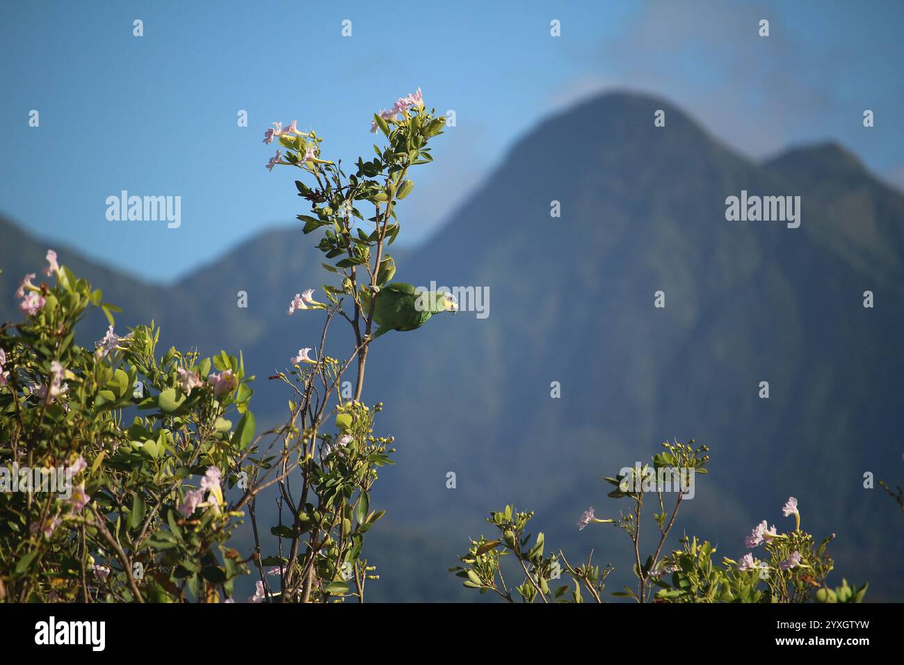 Wild Blue-fronted Amazon (Amazona aestiva) and silhouettes of ...