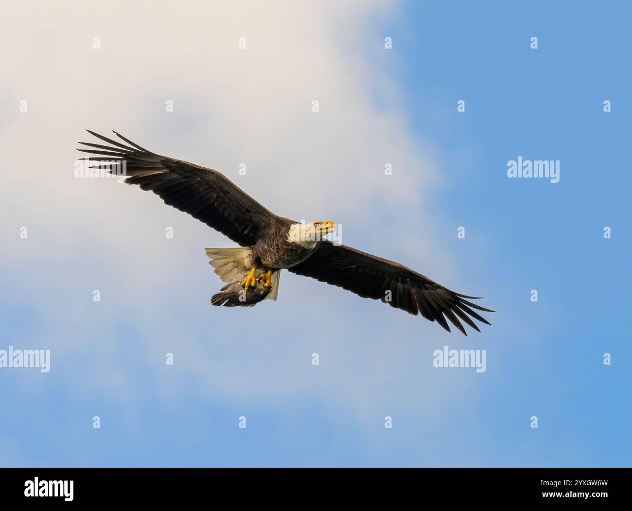 Female bald eagle hi-res stock photography and images - Alamy