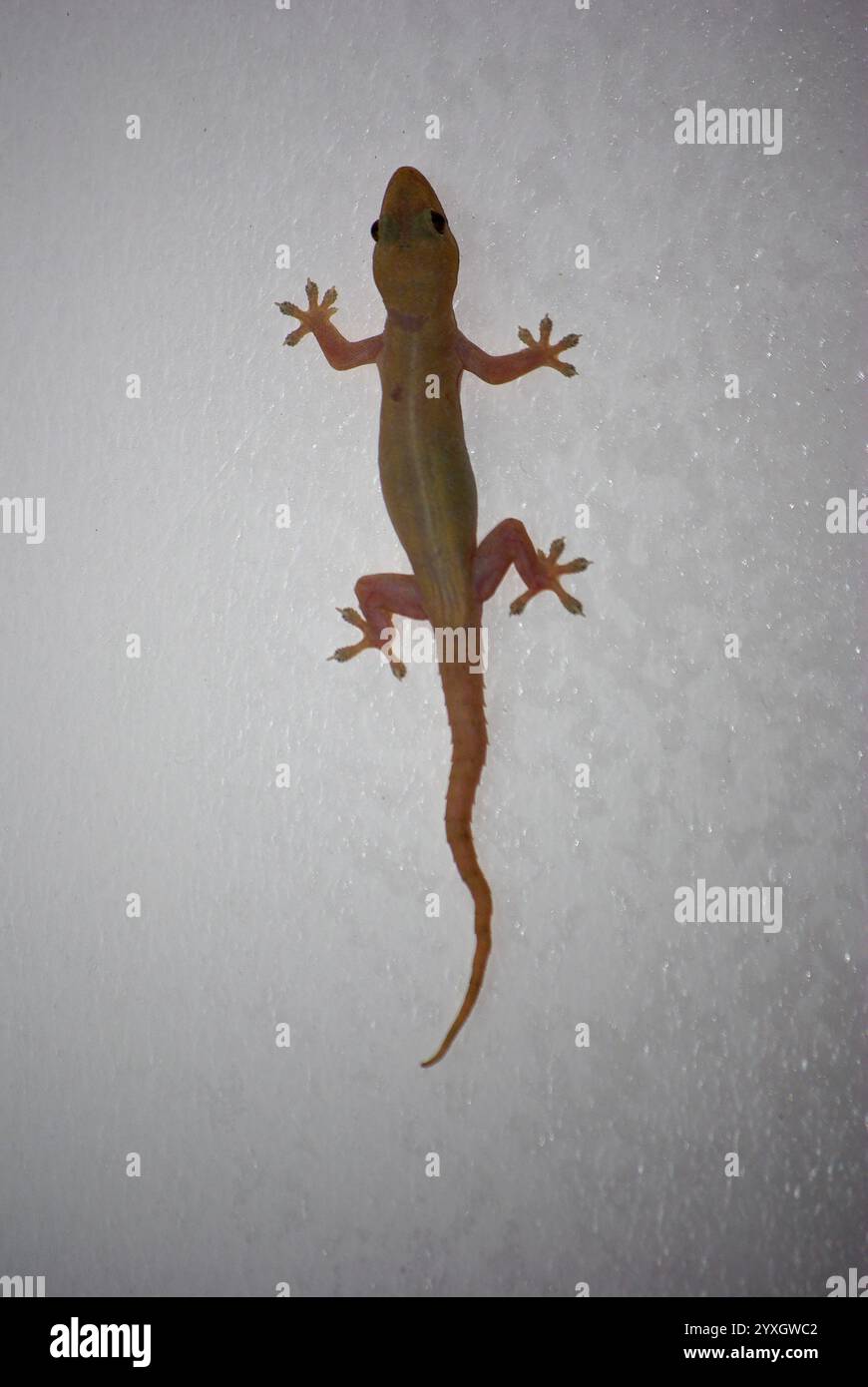 The common house gecko (Hemidactylus frenatus) It is also known as the ...