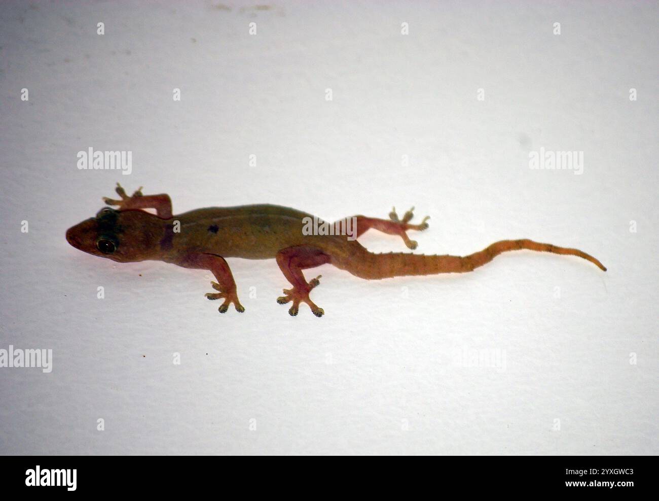 The common house gecko (Hemidactylus frenatus) It is also known as the ...