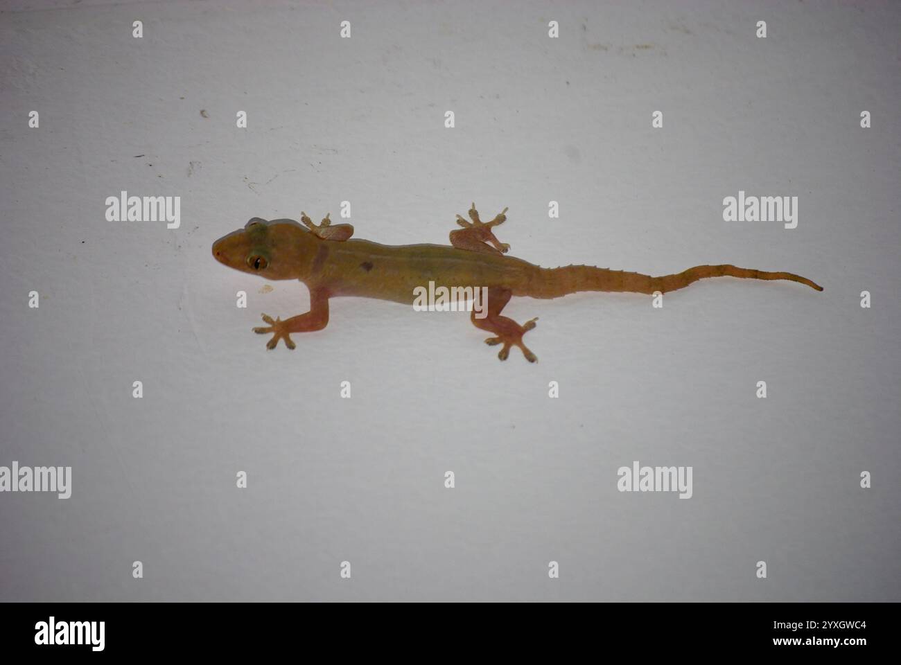 The common house gecko (Hemidactylus frenatus) It is also known as the ...