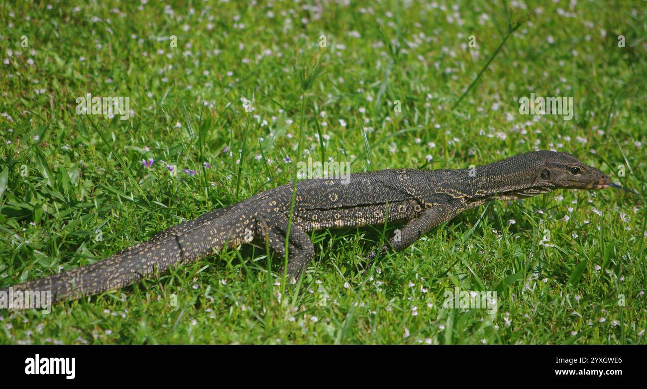 Young asian water monitor hi-res stock photography and images - Alamy