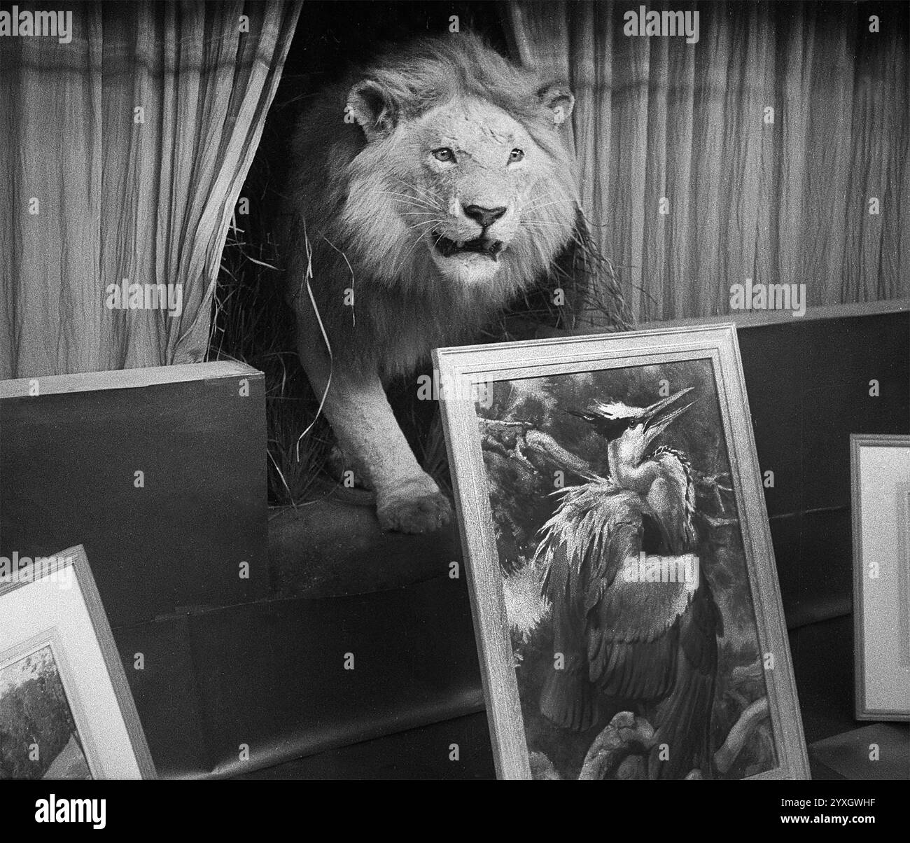 The window of the Ward Gallery, Piccadilly, London, 1958 Stock Photo ...