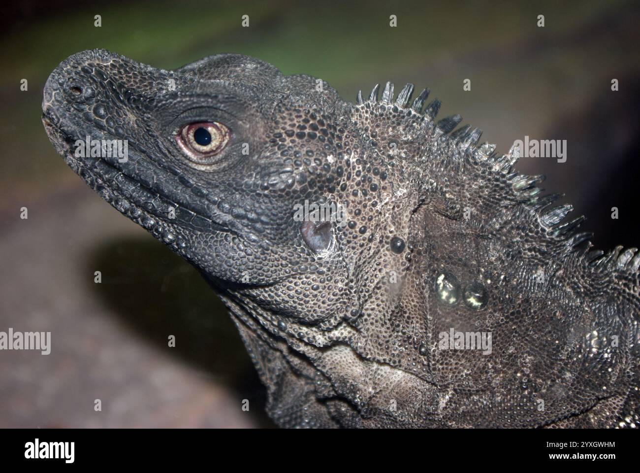 Weber's Sailfin Lizard, Hydrosaurus weberi Stock Photo - Alamy
