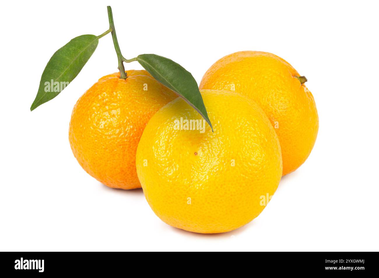 Three ripe citrus fruits with green leaves sit together, displaying ...