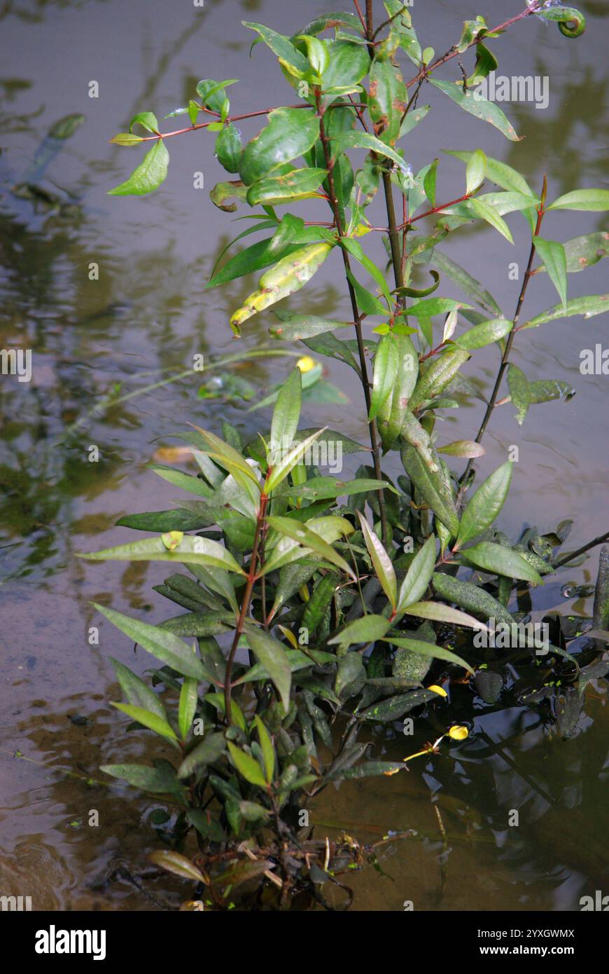 Hygrophila corymbosa, commonly known as temple plant, starhorn or giant ...