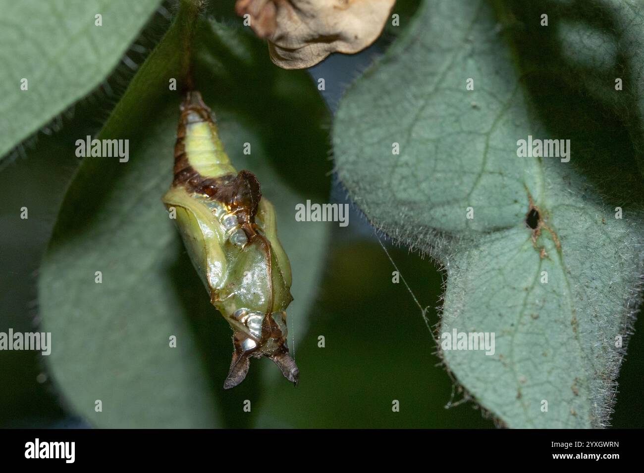 White admiral (Limenitis camilla) pupa suspended from honeysuckle ...