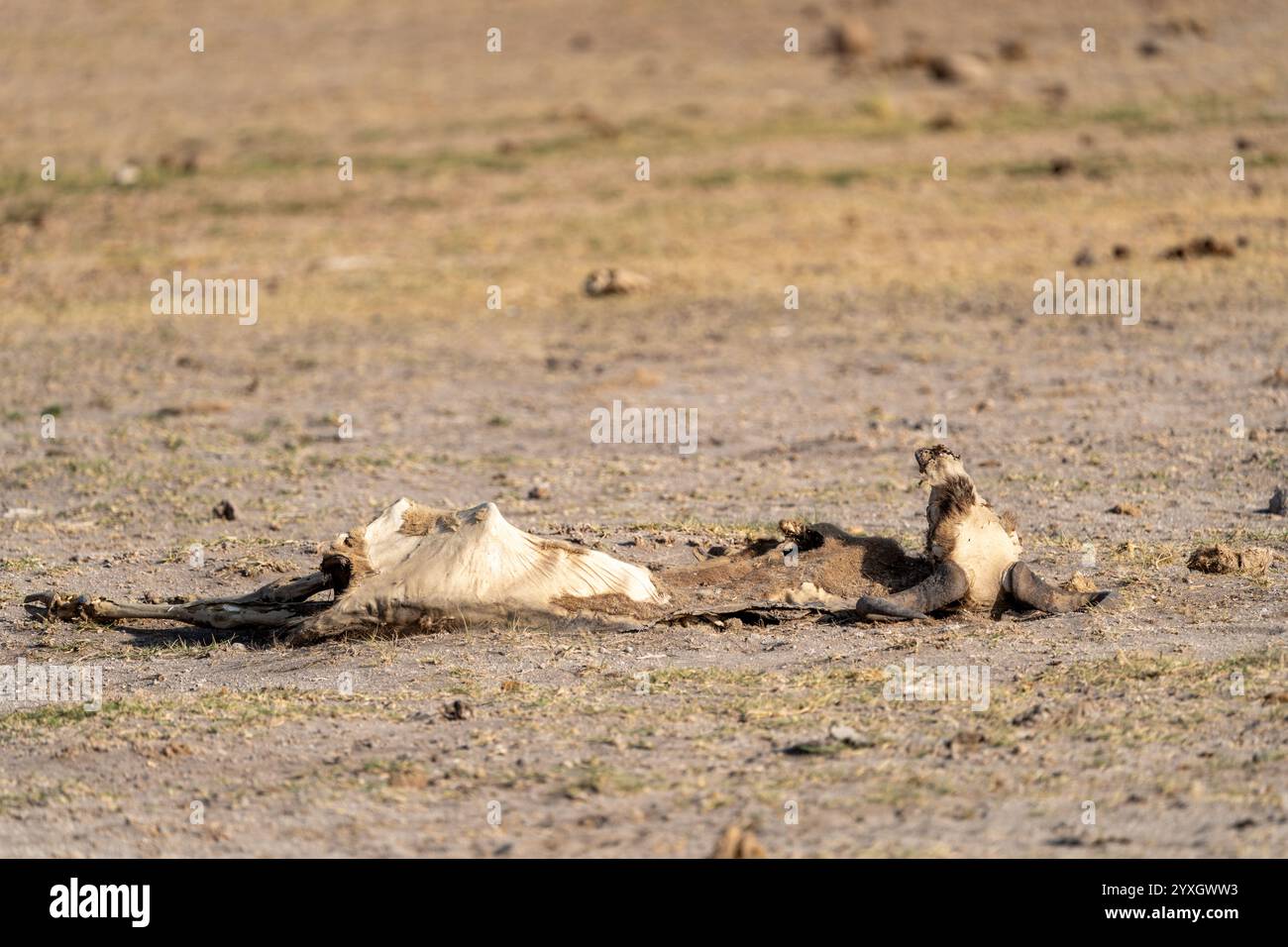 Dead carcass of a wildebeest in Amboseli National Park, Kenya Africa ...
