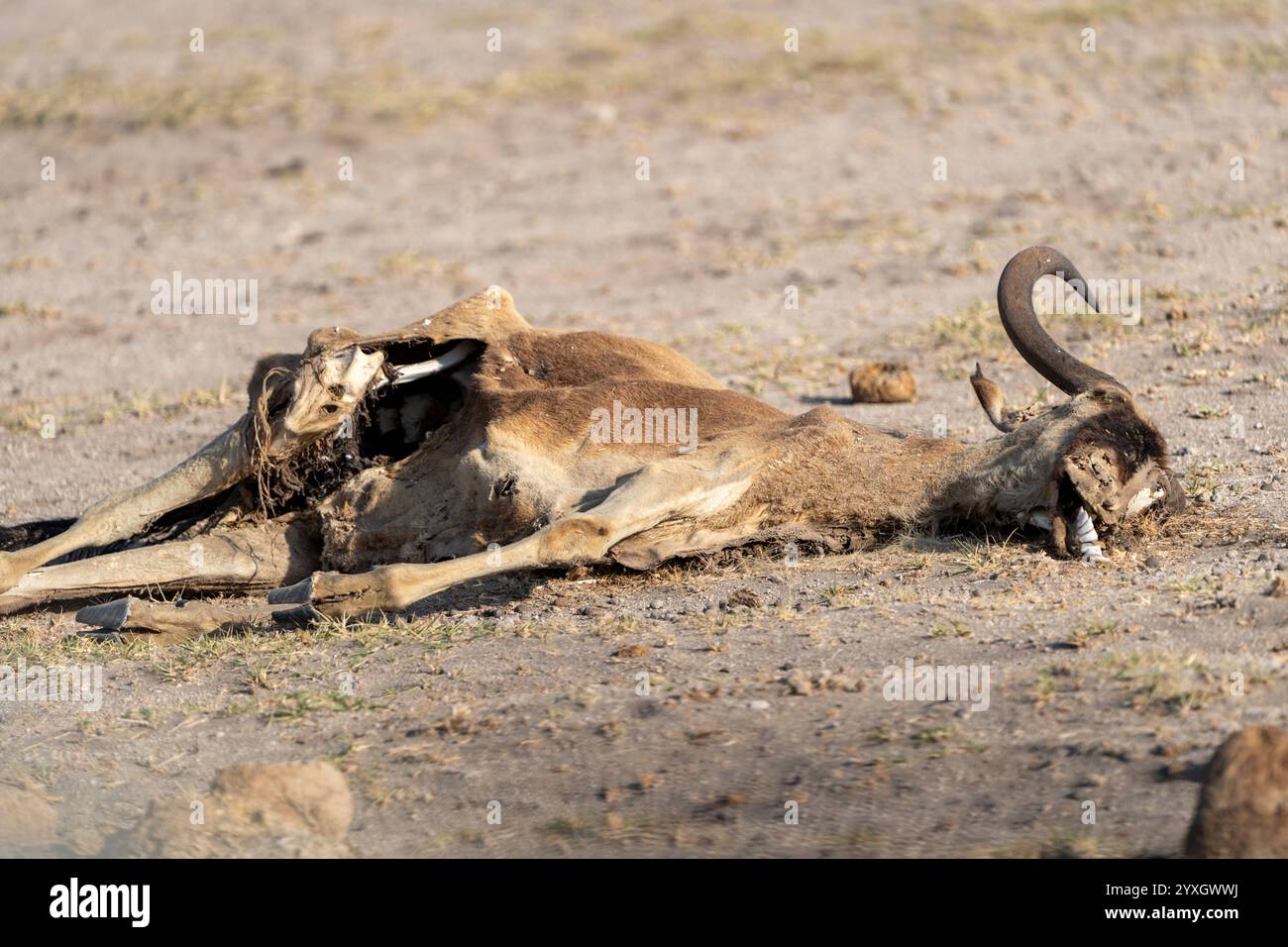 Dead carcass of a wildebeest in Amboseli National Park, Kenya Africa ...