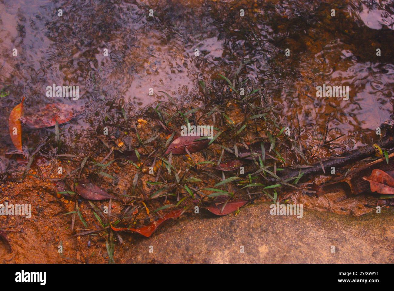 Water trumpet Cryptocoryne albida, also known as C. costata, is a ...