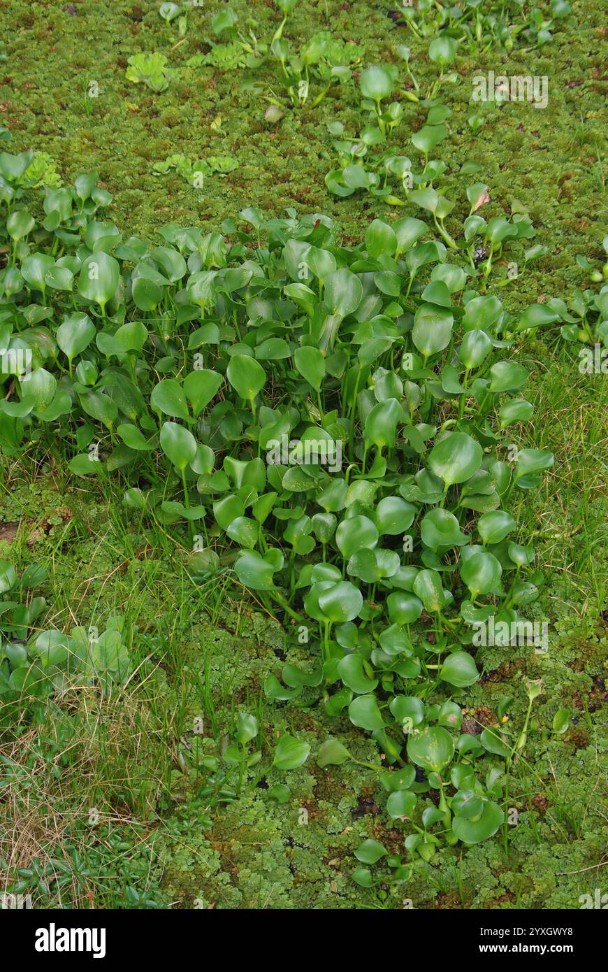 Monochoria vaginalis species aquatic hi-res stock photography and ...