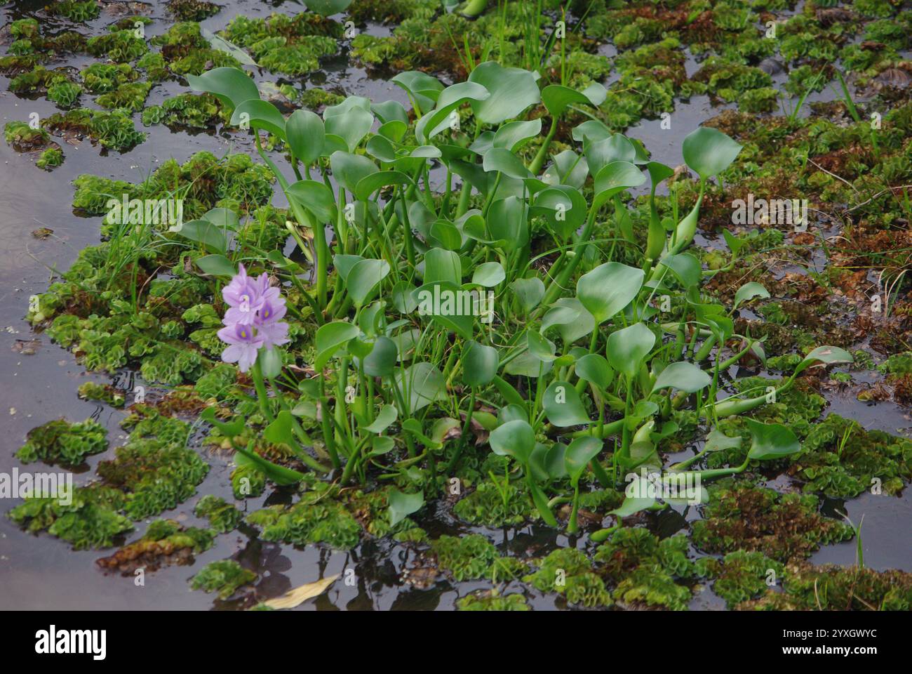 Monochoria vaginalis species aquatic hi-res stock photography and ...