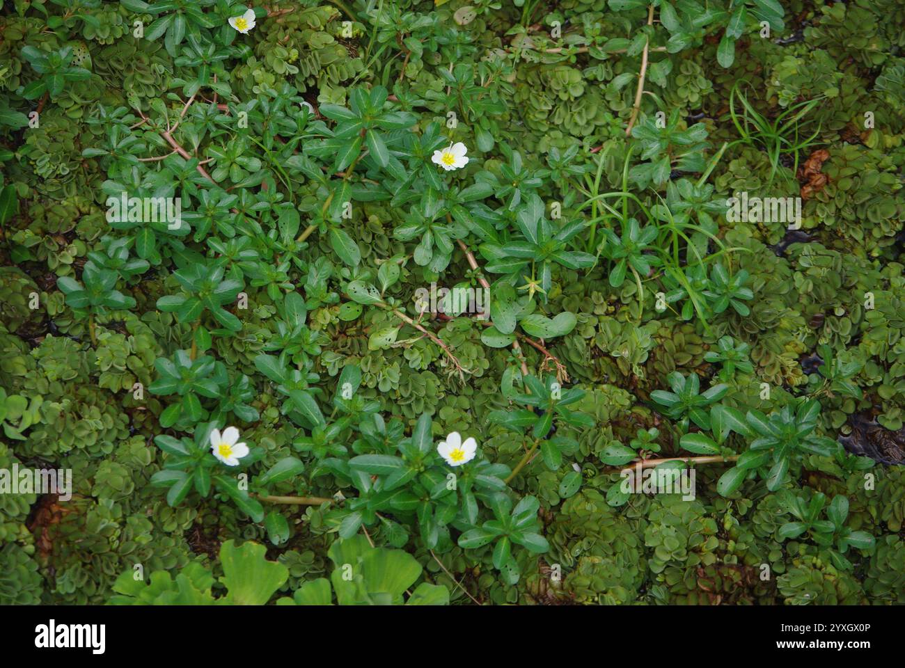 Ludwigia adscendens, the water primrose Stock Photo - Alamy