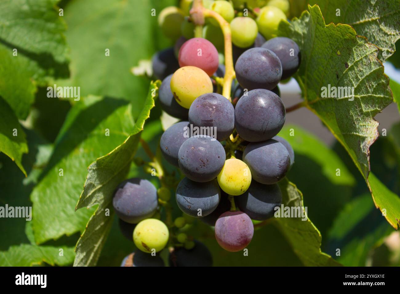 Cluster of Grapes in Various Stages of Ripeness on the Vine Stock Photo ...