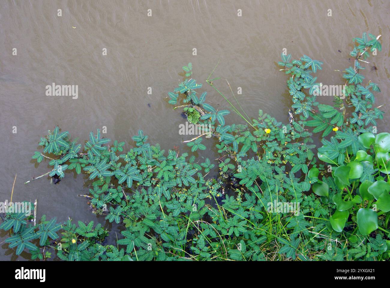 Mimosa pudica (sensitive plant, sleepy plant, action plant, humble ...