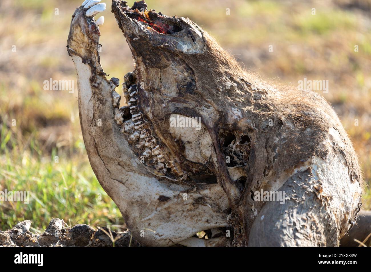 Dead carcass of a wildebeest in Amboseli National Park, Kenya Africa ...