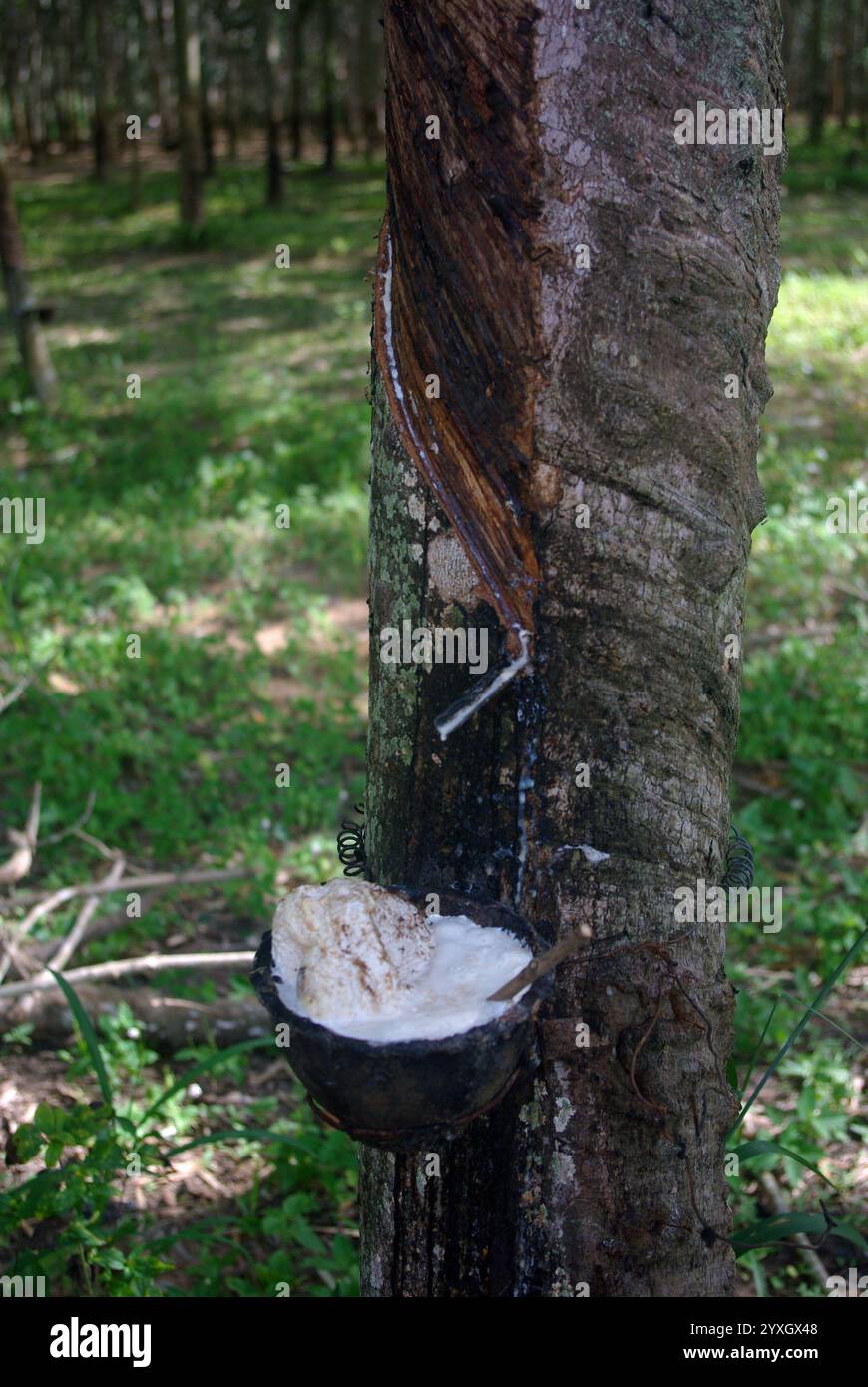 Hevea brasiliensis, the Pará rubber tree, sharinga tree, seringueira ...