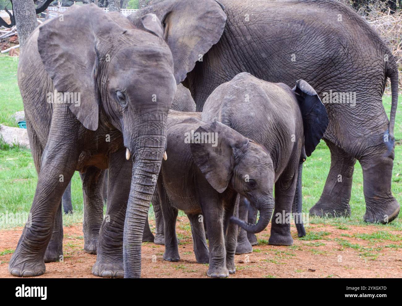 Rescued young elephants at the Zimbabwe Elephant Nursery in 2018. Part ...