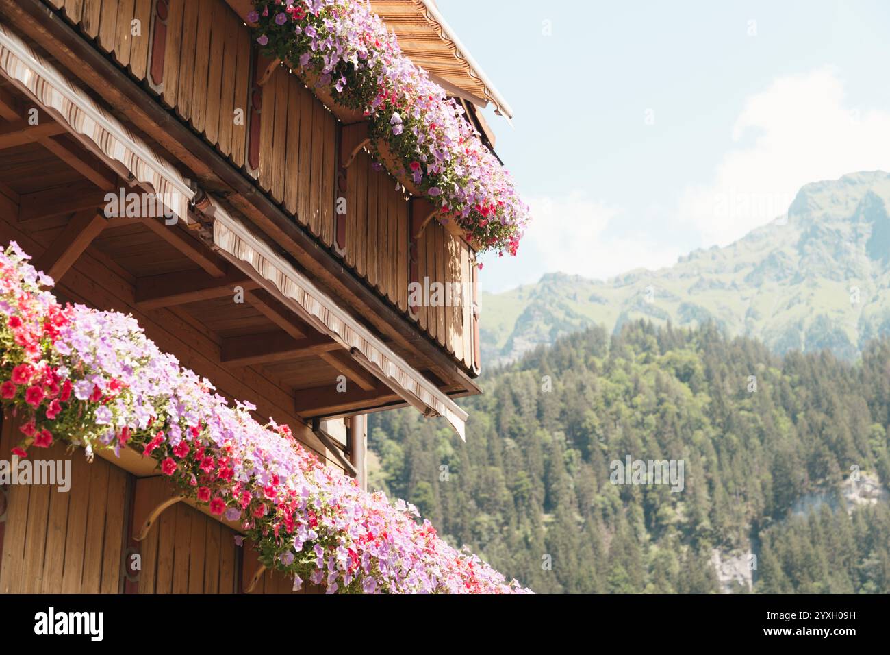 Beautiful Swiss chalet with flower boxes, in Lauterbrunnen Switzerland in the alps Stock Photo ...