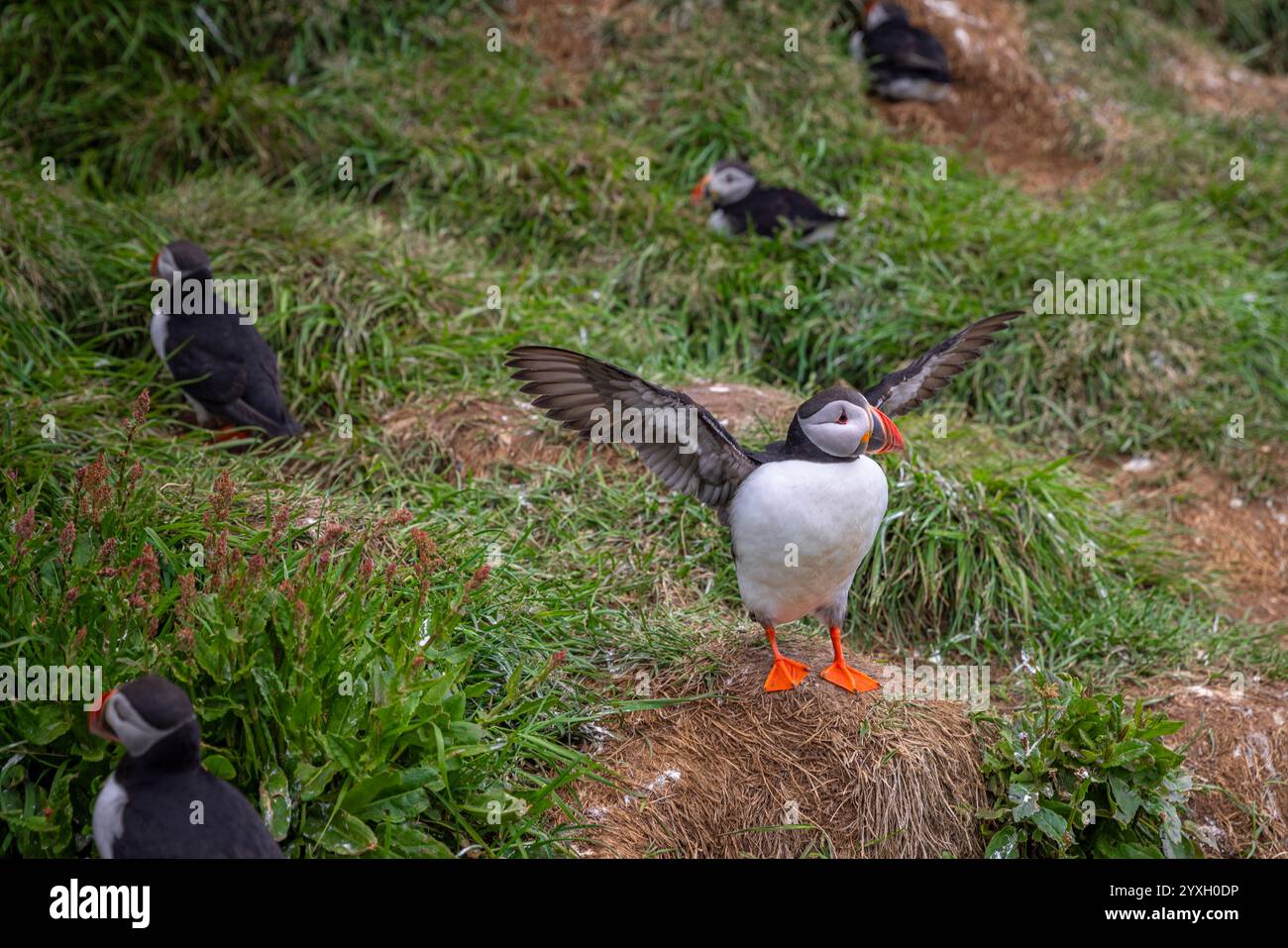 Atlantic puffin opening wings on green grass cliffside Iceland Stock ...
