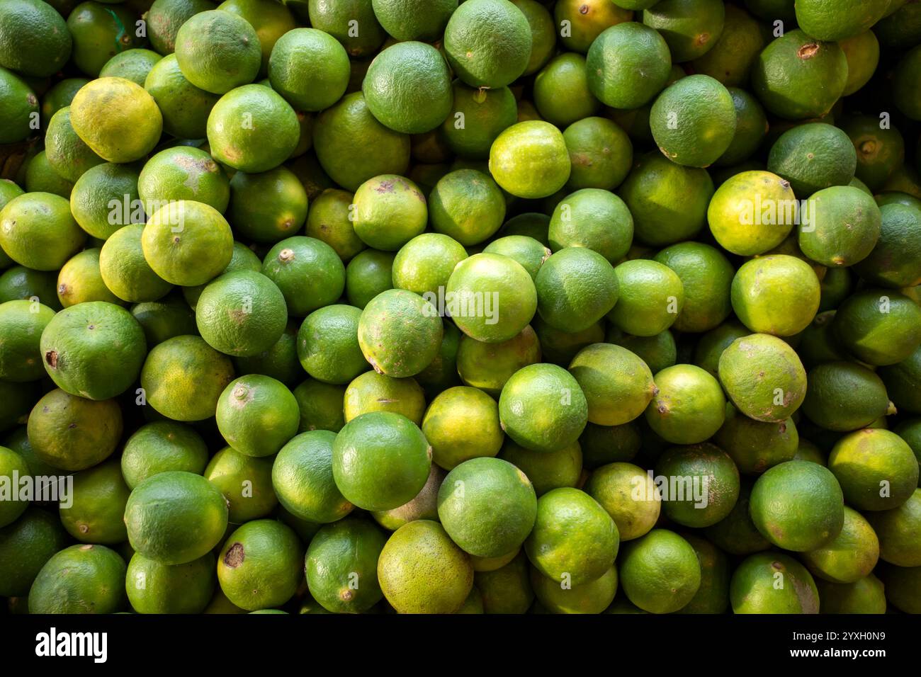Citrus hystrix, called the kaffir lime, citrus fruit native to tropical ...