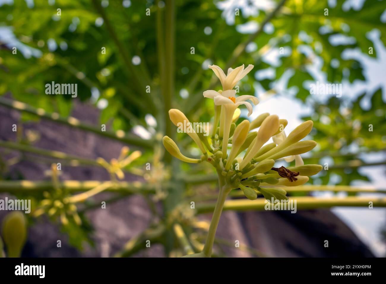 Papaya flowers photo hi-res stock photography and images - Alamy