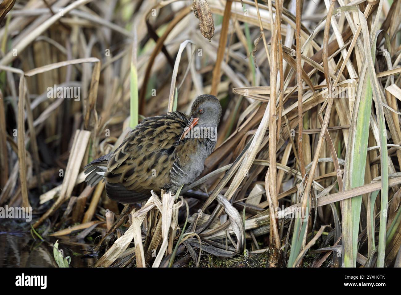 Water Rail preening Stock Photo - Alamy