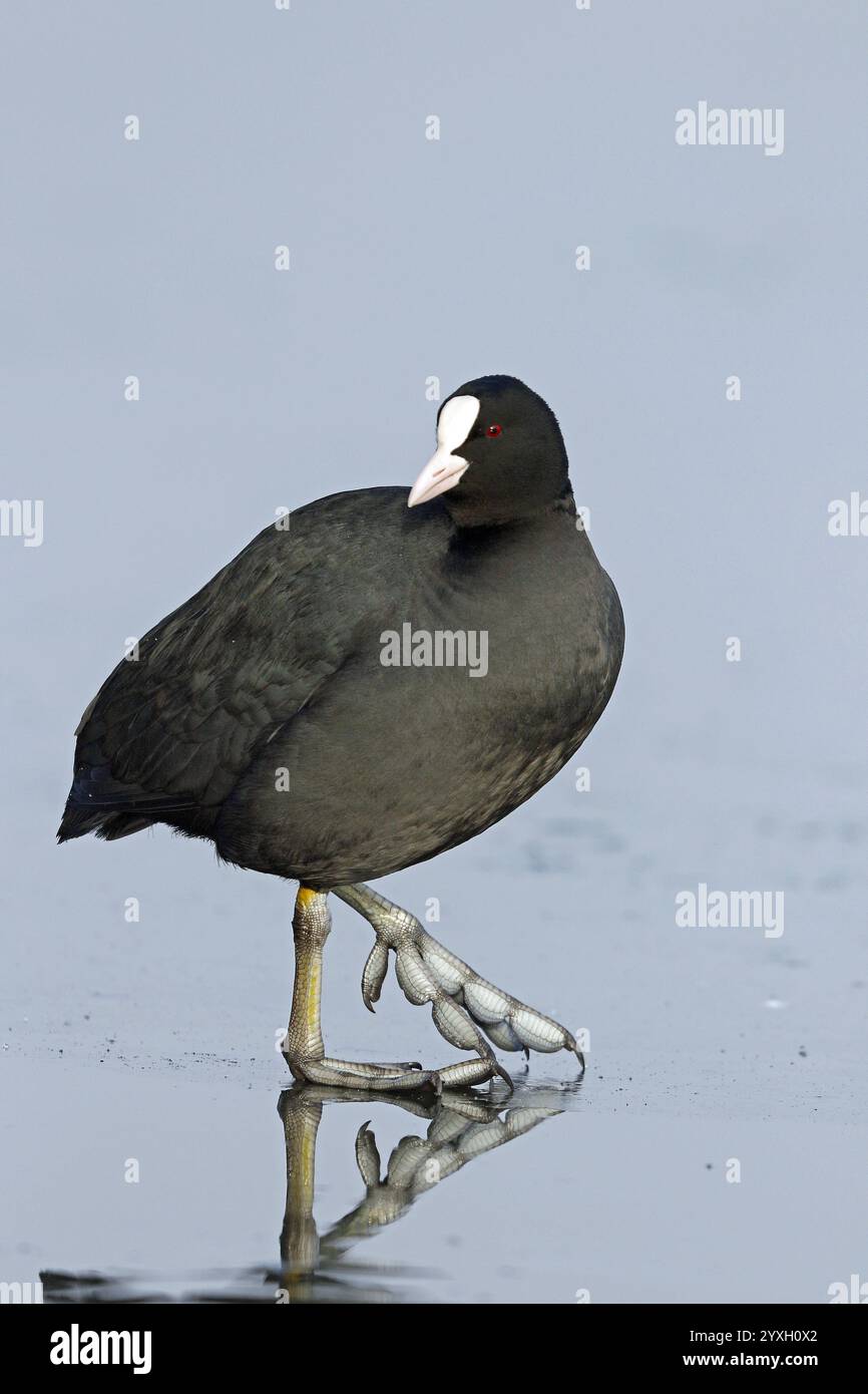 Common Coot on ice showing legs and feet Stock Photo - Alamy