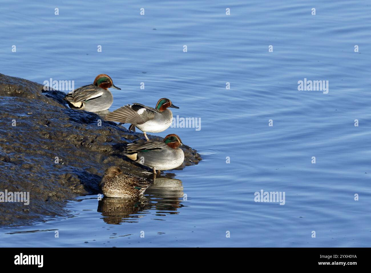 Common teal migration hi-res stock photography and images - Alamy