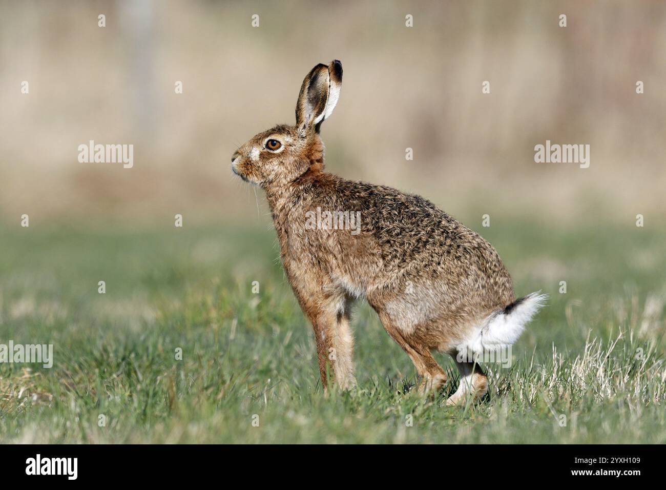 Hare coursing scotland hi-res stock photography and images - Alamy