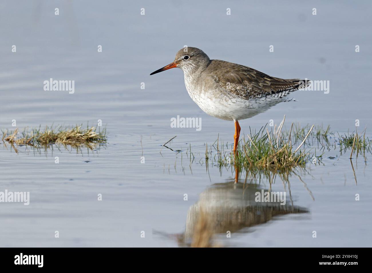 Winter wader bird hi-res stock photography and images - Alamy
