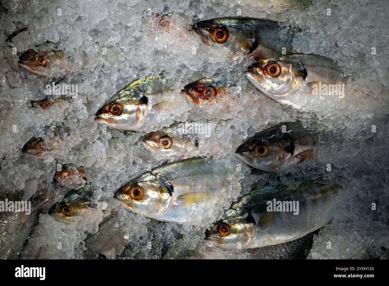 Fresh mackerel fish on the ice in the supermarket in Yogyakarta ...