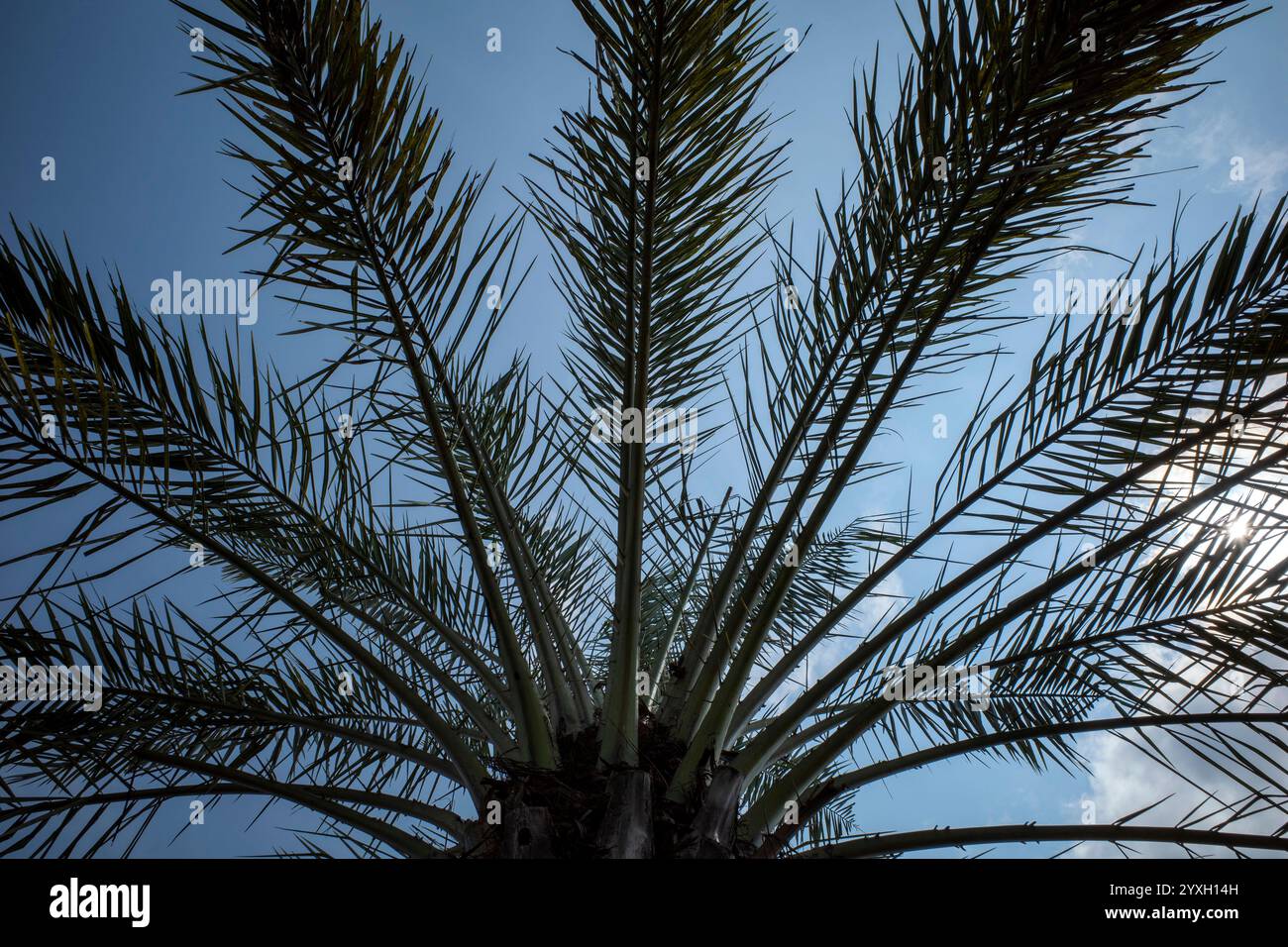 Green Dates Palm Tree with blue sky background. Natural wallpaper and ...