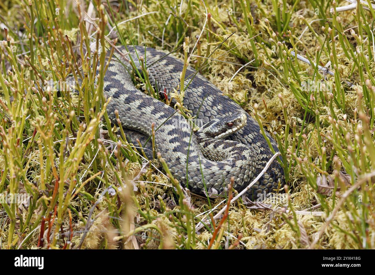 Female common european adder hi-res stock photography and images - Alamy