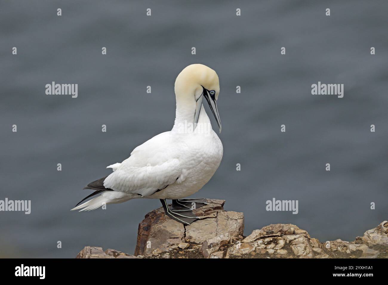 Gannet feather care hi-res stock photography and images - Alamy