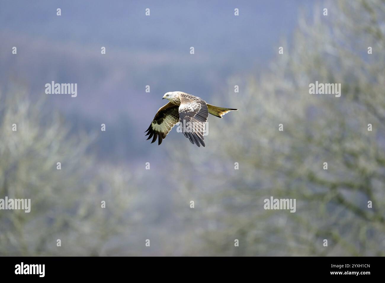 Red kite flying in scotland hi-res stock photography and images - Alamy