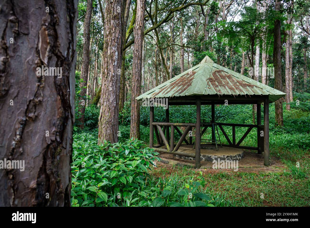 Pavillon in forest for hikers to rest and relax. Sophie Nature park at ...