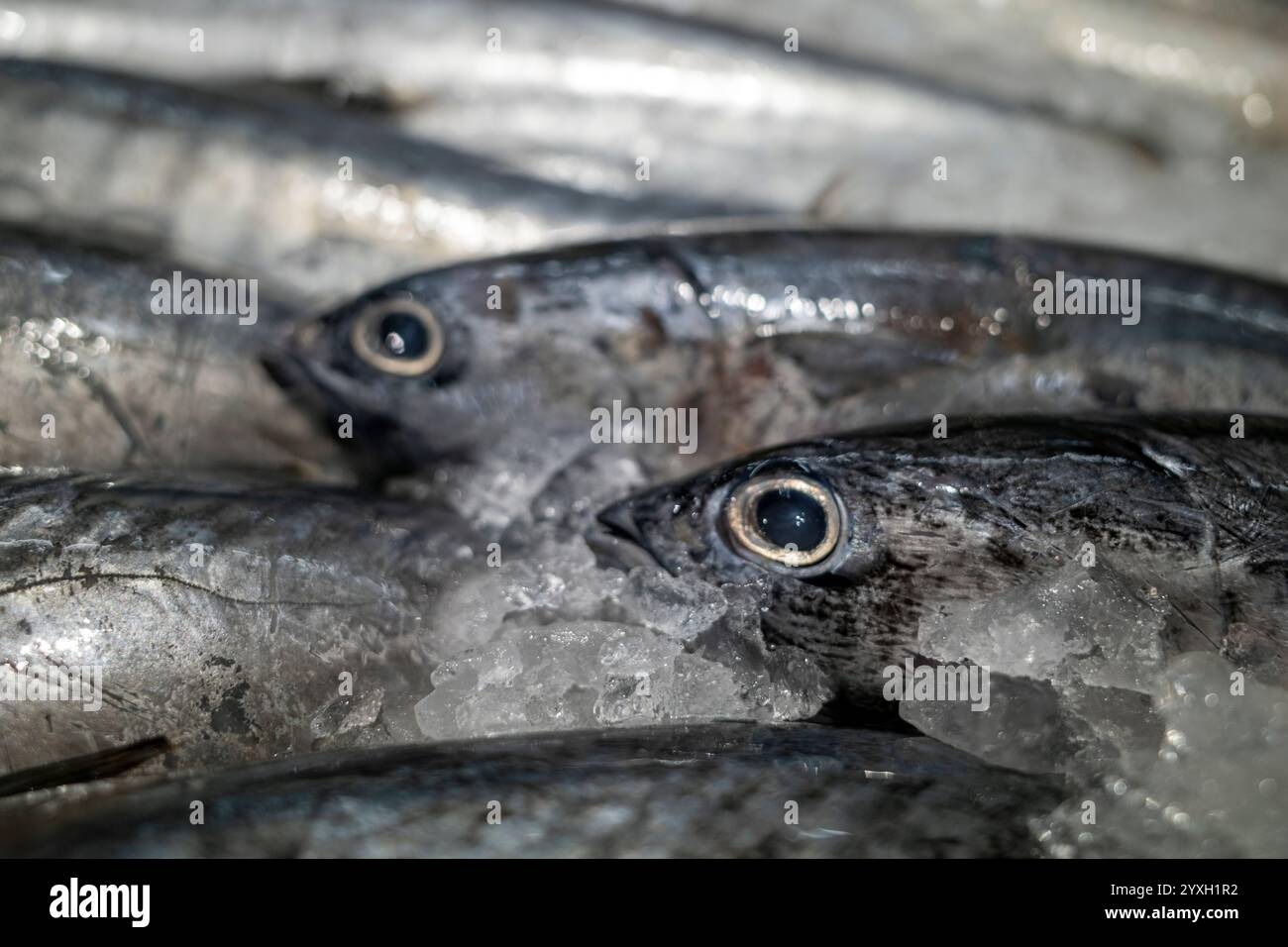 Mackarel tuna, fresh fish in a traditional market in Yogyakarta ...