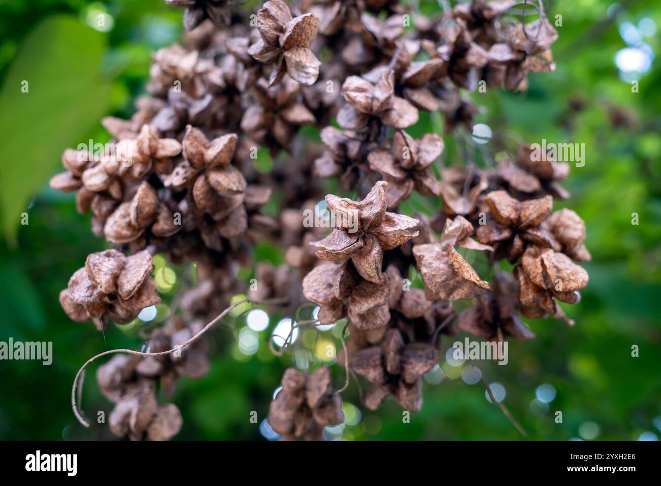 Tahongai, guest tree, Kleinhovia hospita, known as Katimaha, Timoho ...