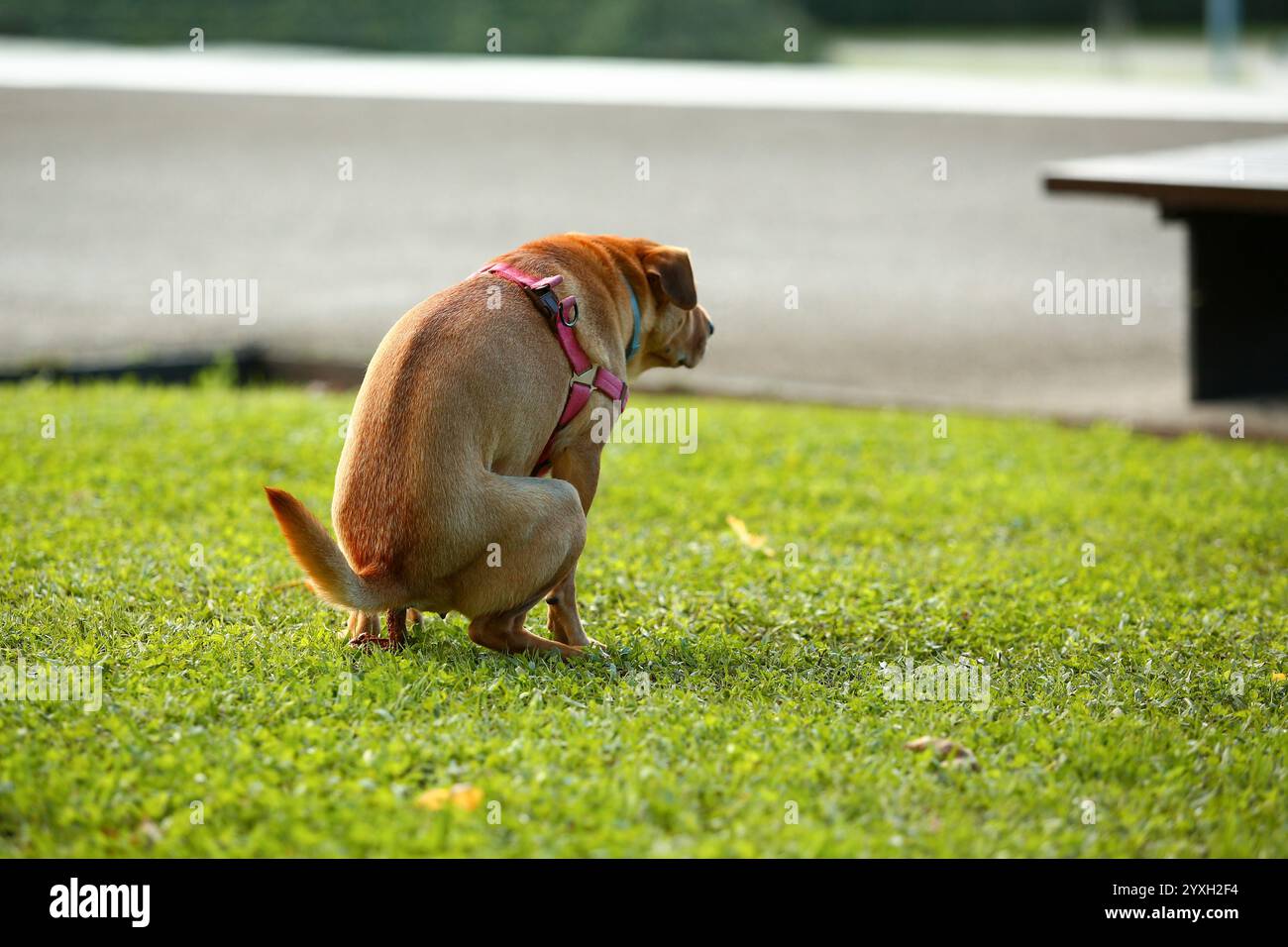 a dog pooping in a public garden Stock Photo - Alamy