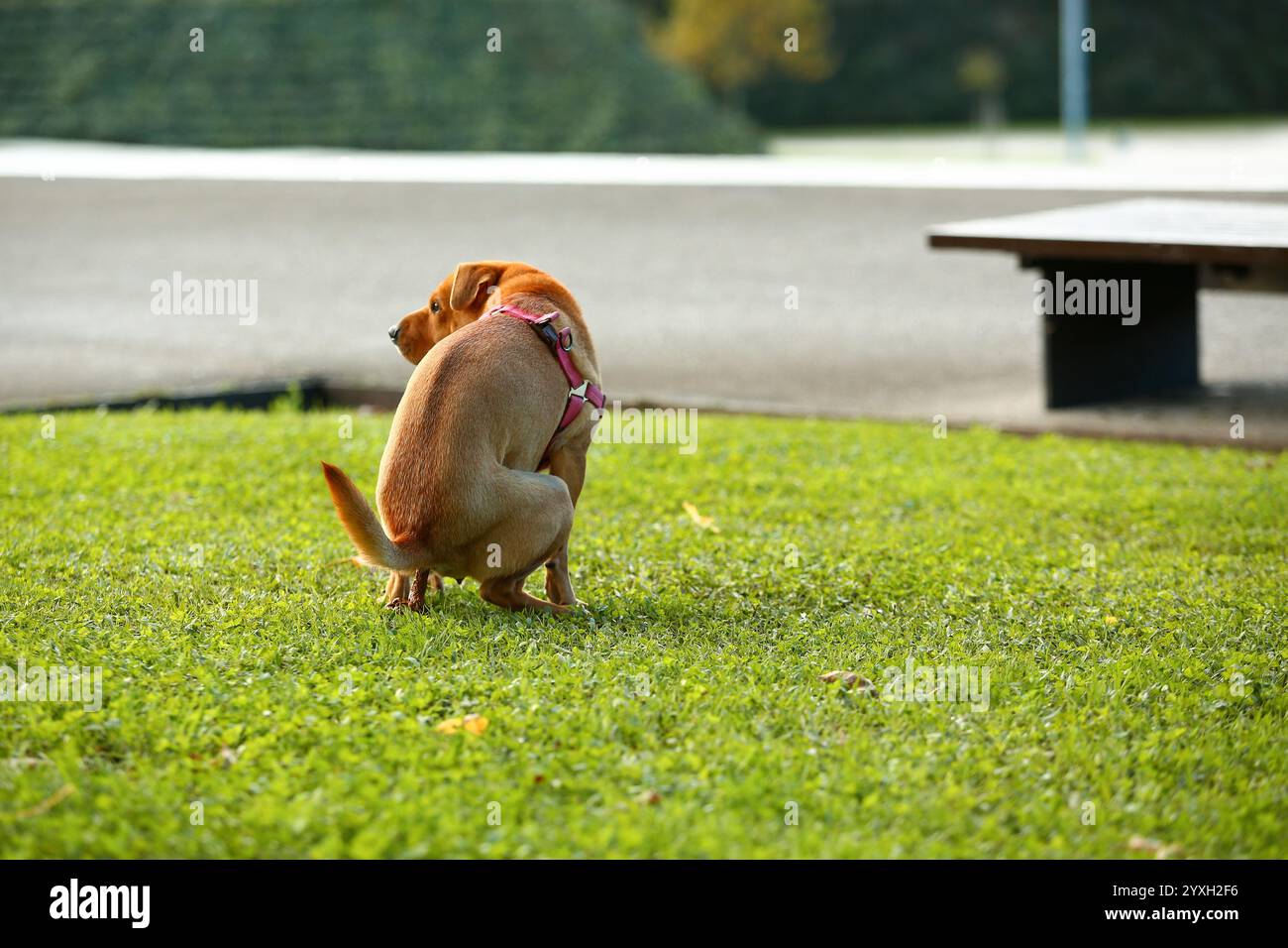 a dog pooping in a public garden Stock Photo - Alamy