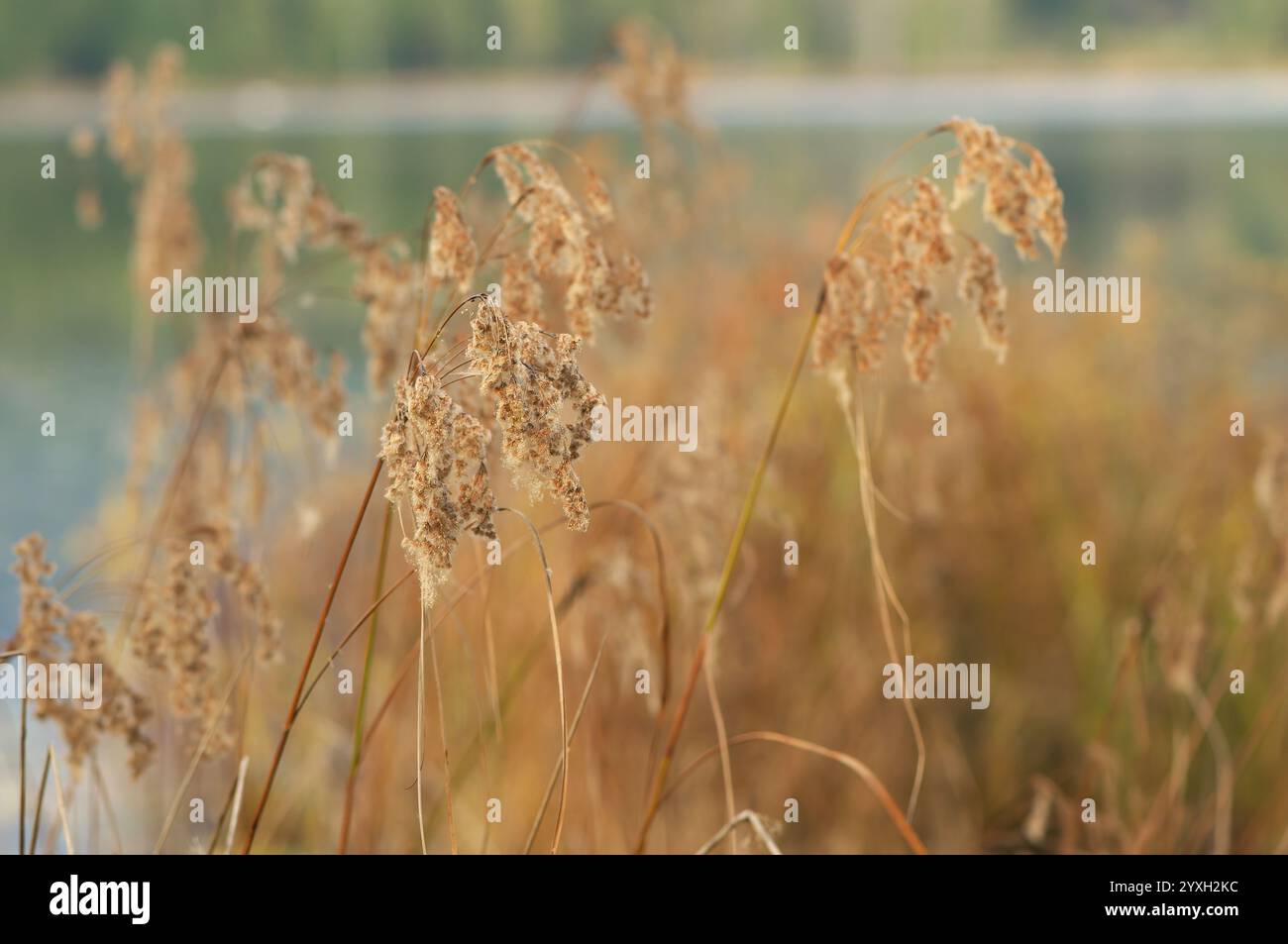 Woolgrass, Cottongrass Bulrush, Marsh Bulrush, Teddybear Paws (Scirpus ...