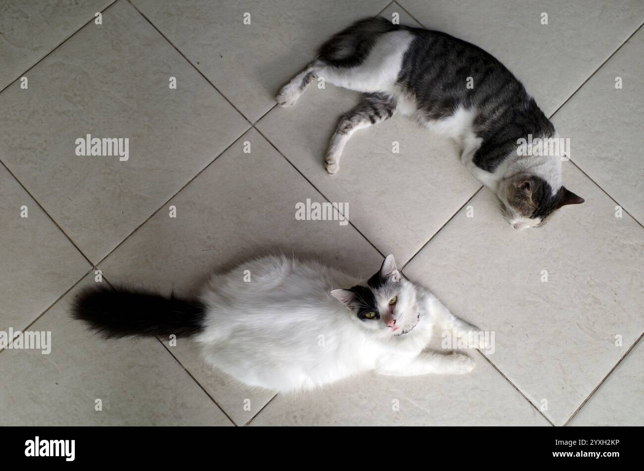 Two cute local cats laying on the white floor, top view Stock Photo - Alamy