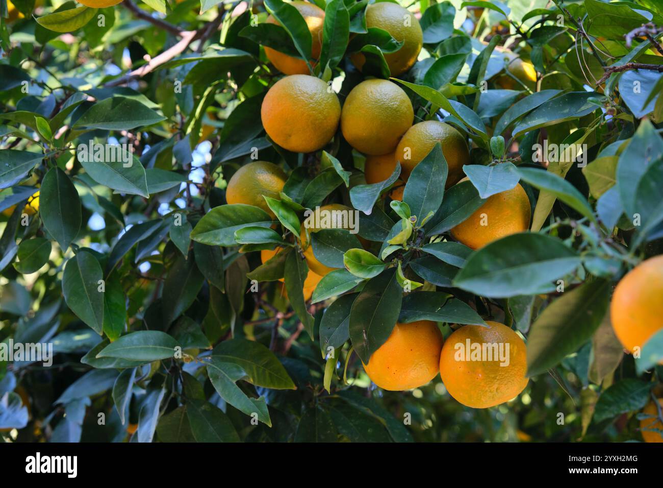 Mandarin trees on branches ripe fruits Stock Photo - Alamy