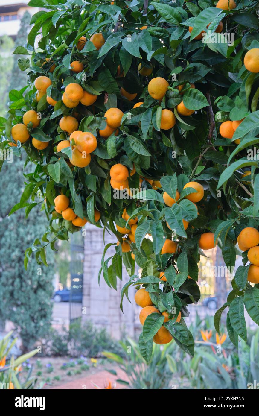 Mandarin trees on branches ripe fruits Stock Photo - Alamy