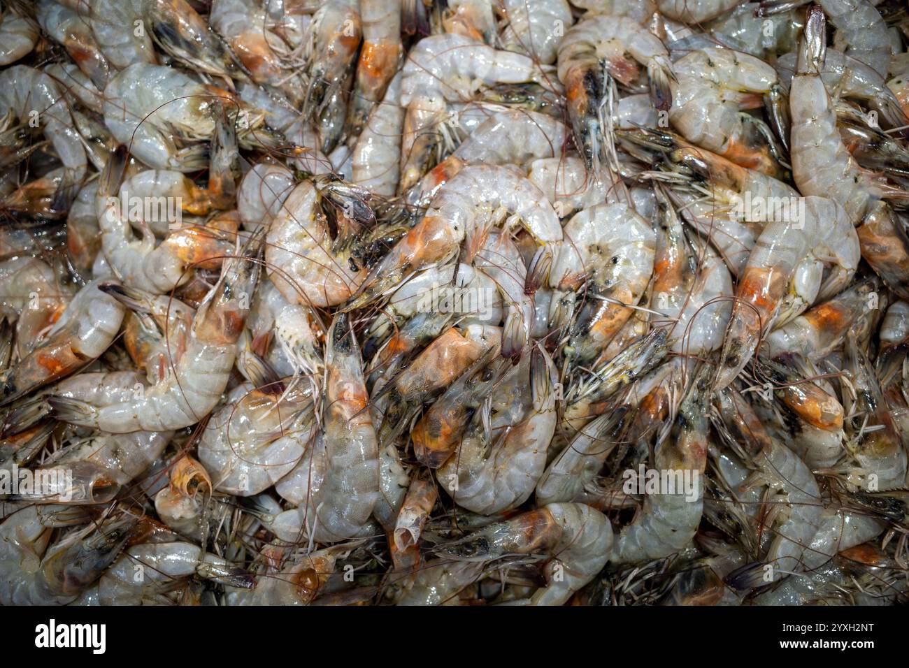 Udang, fresh shrimp, Littopenaeus vannamei, on the ice in the ...